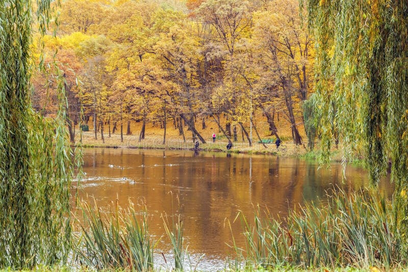 Autumn forest editorial stock photo. Image of forest - 102501763