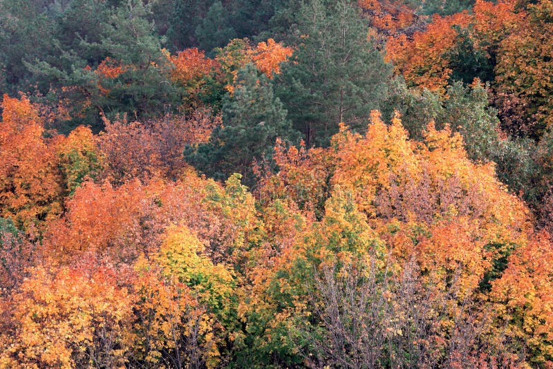 Multi-colored Trees In Forest Stock Photo - Image of yellow, banff ...