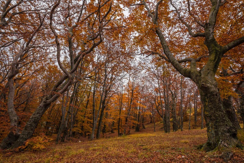 Autumn Forest and Nature Colours Stock Image - Image of background ...