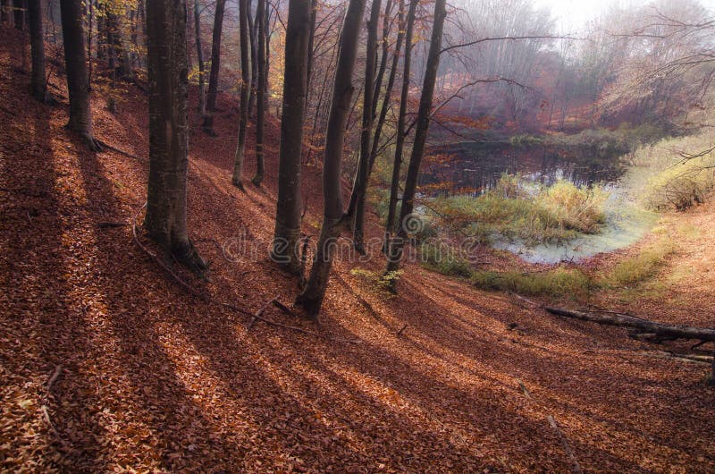 Autumn forest near lake stock image. Image of nature - 41502031
