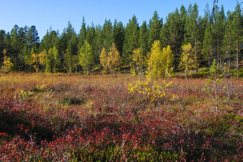 Autumn forest in Norway stock photo. Image of colors - 161025904