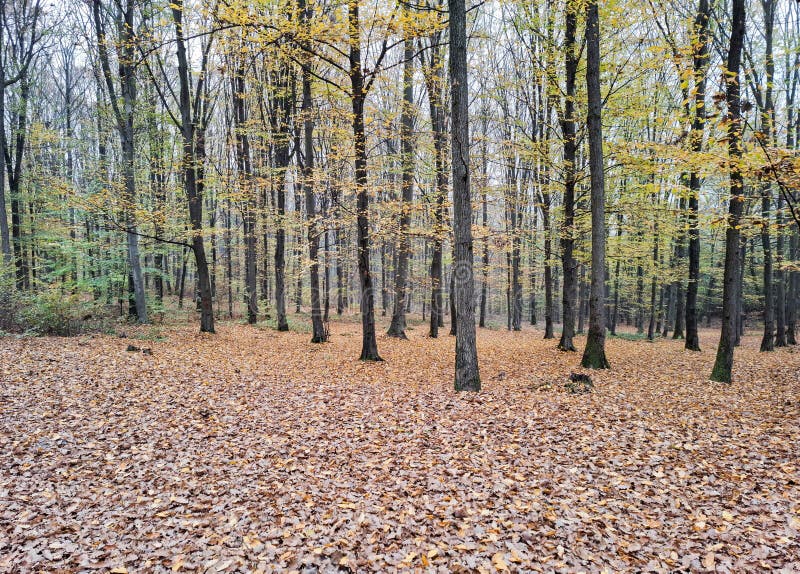 Autumn in the Forest in November. Autumn Landscape in Romania Stock ...