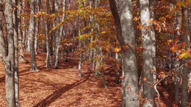 Autumn Forest with Old Trees with Falling Wilted Leaves in Sunlight in ...