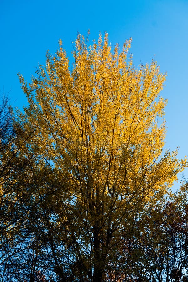 Autumn in the Forest - One Tree with Leaves is Illuminated by Sun Stock ...