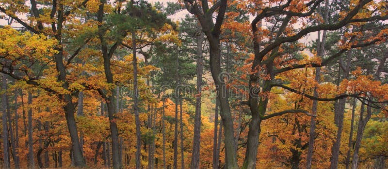 Autumn forest stock photo. Image of relax, scenery, colors - 89966826