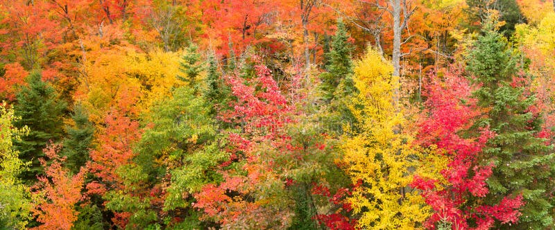 Autumn Forest Panorama stock photo. Image of harvest - 35556002
