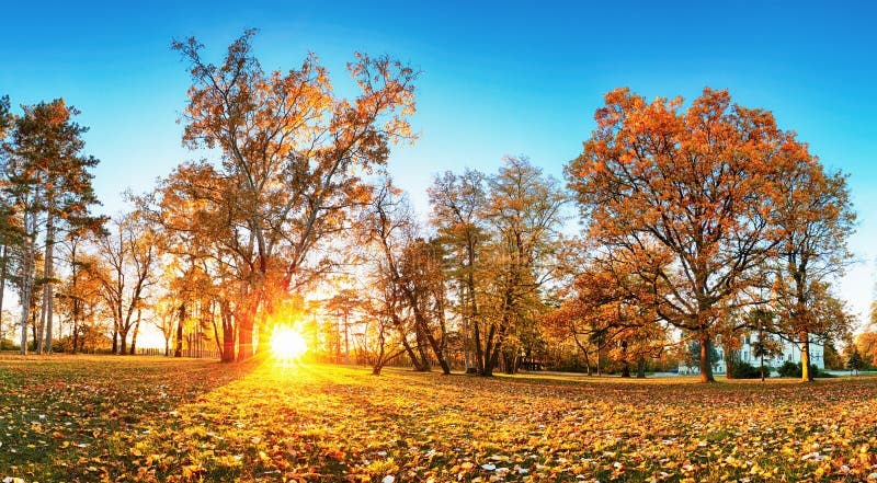 360 Degree Forest Fall Panorama Stock Photo - Image of panoramic ...