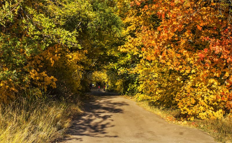 Autumn forest park stock photo. Image of season, autumn - 104123264