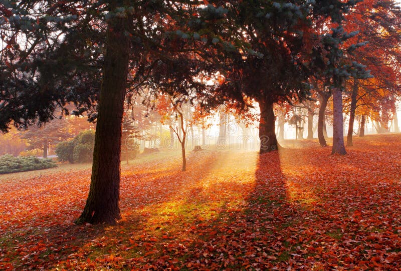 Autumn Forest Park Landscape Stock Photo - Image of light, landscapes ...