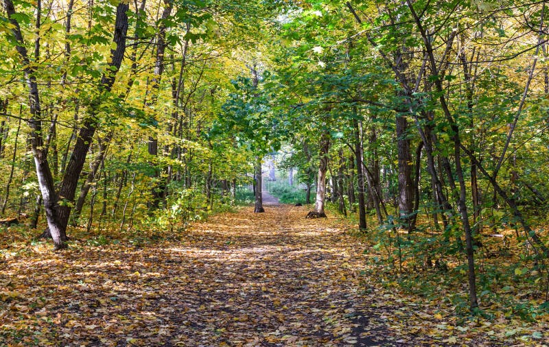 Autumn forest stock photo. Image of forest, foliage - 176982210