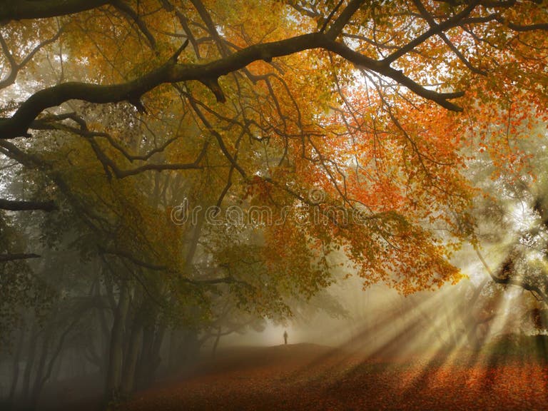 Autumn forest path stock image. Image of mist, person - 27513295