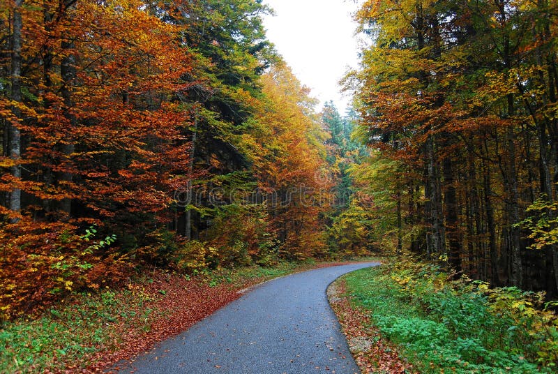 Autumn forest path stock image. Image of autumn, landscape - 3457641