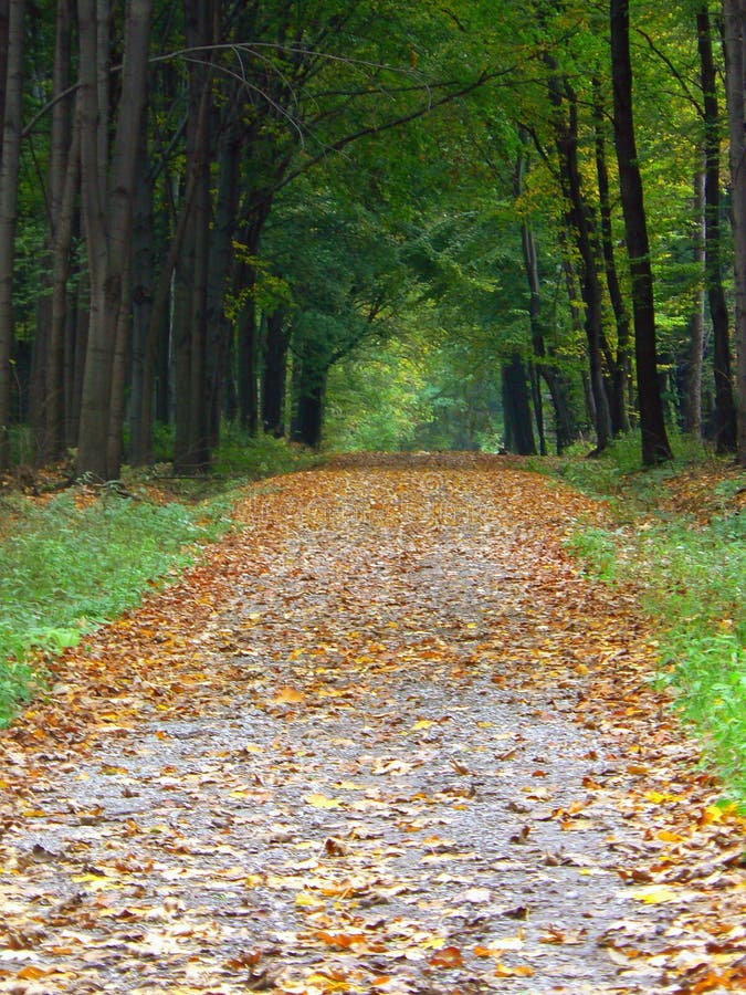 Autumn forest path stock image. Image of clay, dreamy - 3512779
