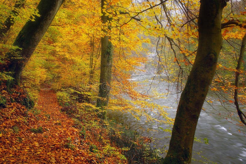 Trail in autumn forest stock image. Image of fall, trees - 265734689