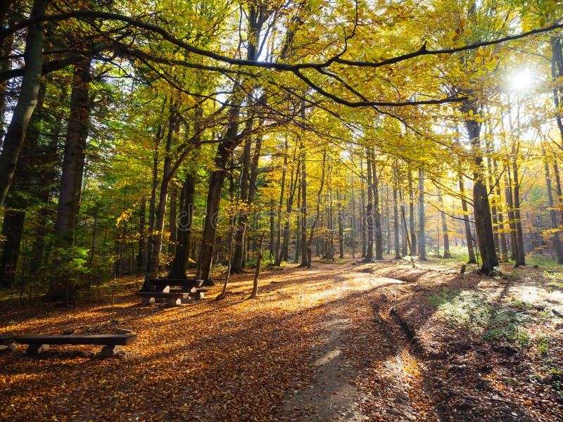 Autumn forest path stock image. Image of flow, rock, nature - 56101075