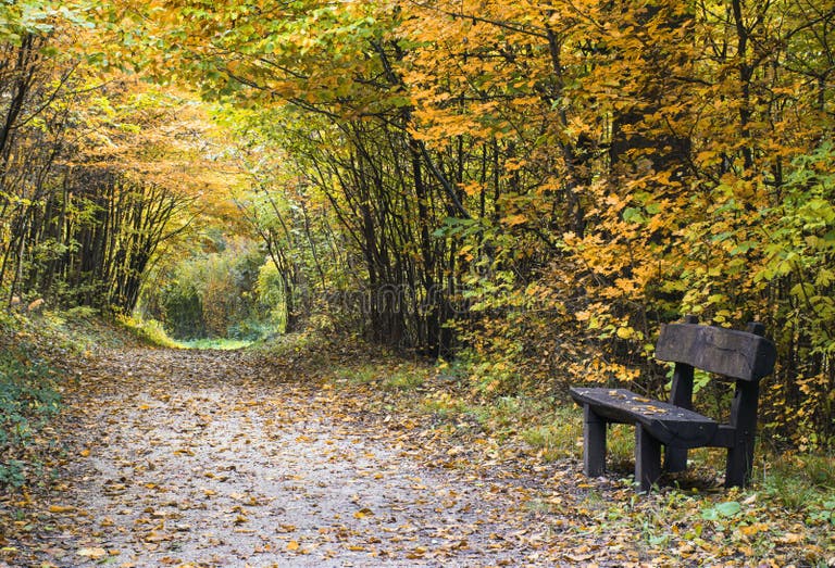Autumn Forest Path with Wood Bench Stock Image - Image of natural ...