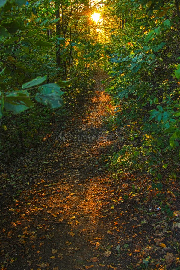 Autumn Forest in the Evening Stock Image - Image of forest, brown ...