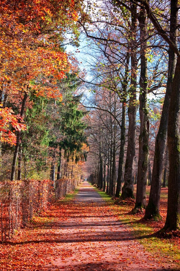 Autumn forest path stock photo. Image of rays, hiking - 34714094