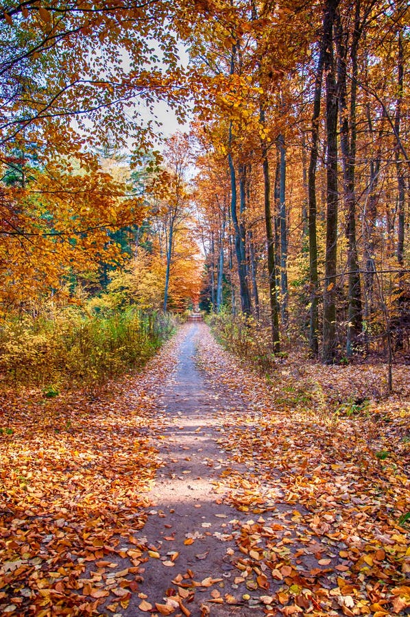 Autumn on forest path IX stock image. Image of sunlight - 105018283