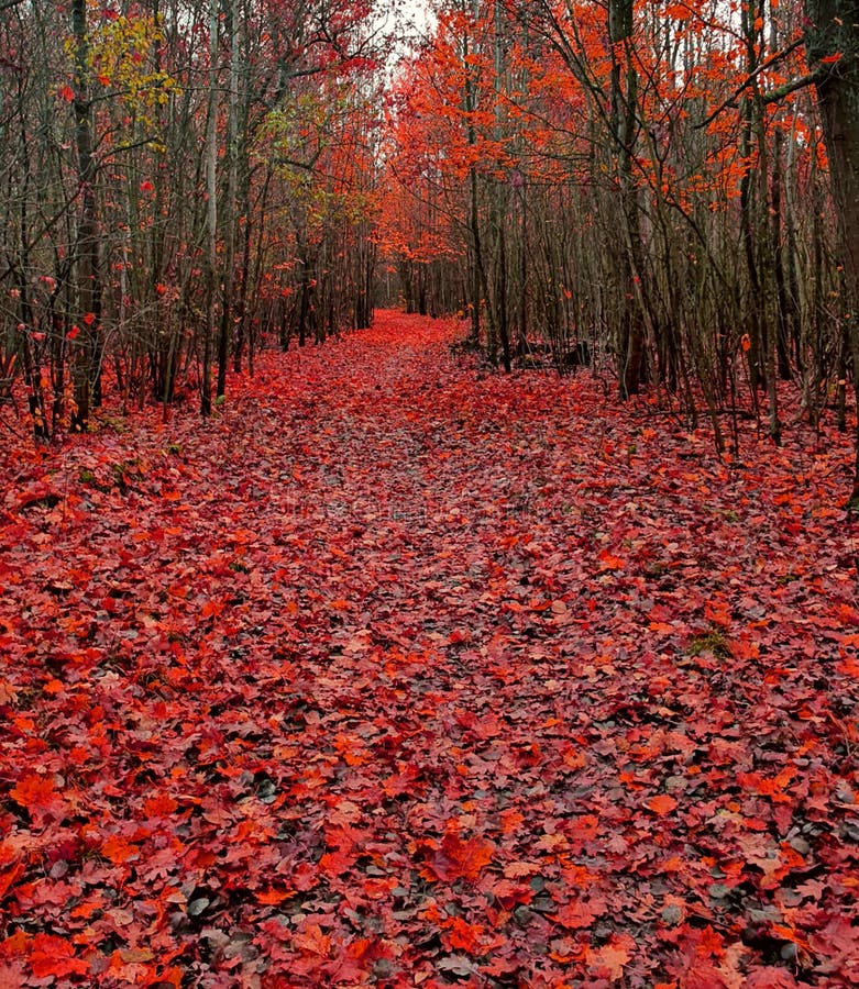 602 Leaves Rustling Photos - Free & Royalty-Free Stock Photos from ...