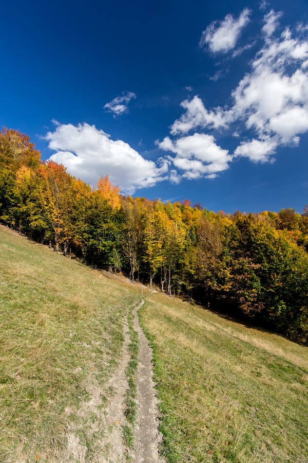 Autumn Forest and Path in the Meadow Stock Image - Image of cloudy ...