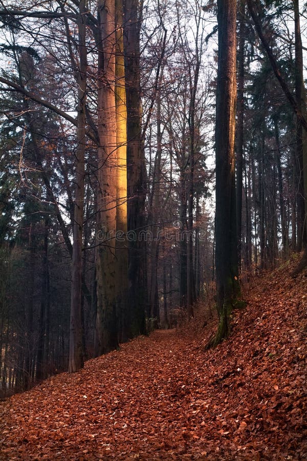 Autumn Forest. Path in a Secluded Forest Stock Image - Image of path ...