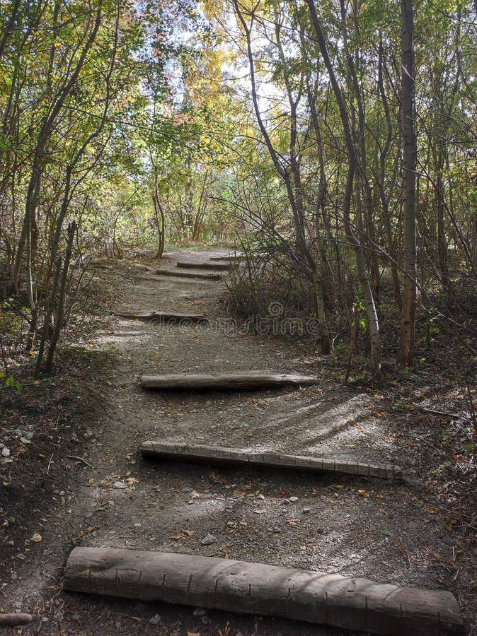 Autumn Forest with Path and Steps of Tree Stems Stock Photo - Image of ...