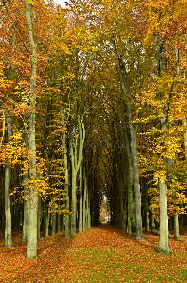 Autumn forest path stock image. Image of trees, season - 42921045
