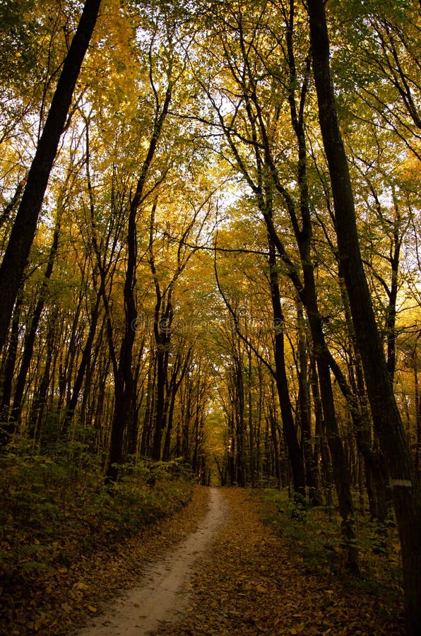 Autumn Forest. Forest Path between Trees with Yellow Leaves Stock Photo ...