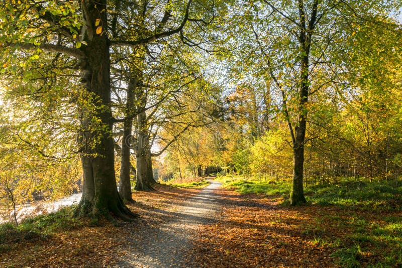 Autumn Forest Path stock image. Image of outdoor, path - 130447421