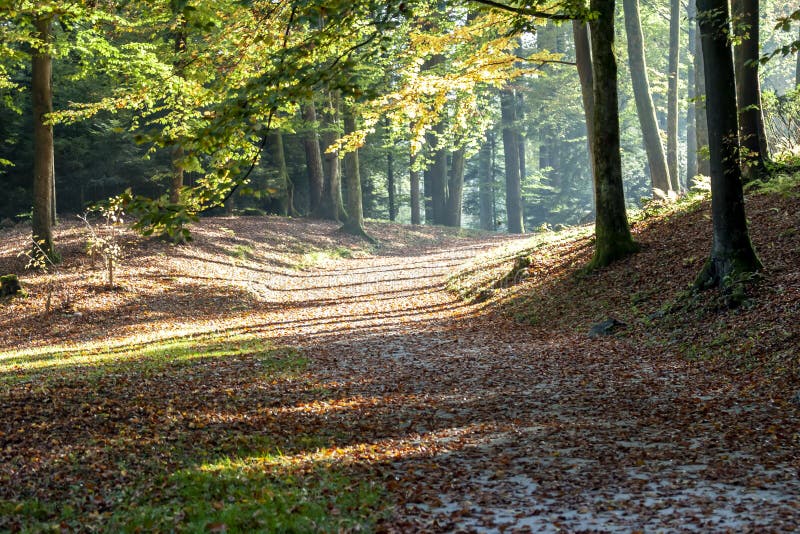 Autumn Forest Path Under Yellow Falling Leaves Stock Photo - Image of ...