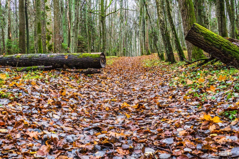 Autumn Forest Path. Walk Trail in the Nature Stock Photo - Image of ...