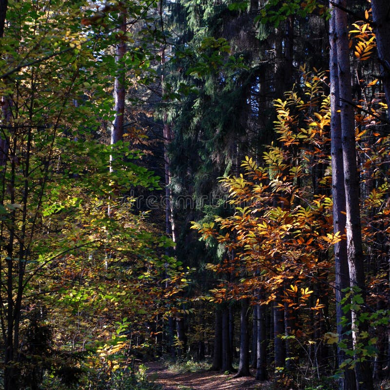 Autumn Forest Path stock photo. Image of fall, wither - 77620646