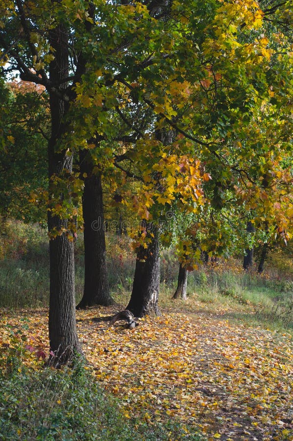 Autumn Forest. Path with Yellow Fallen Leaves Stock Image - Image of ...