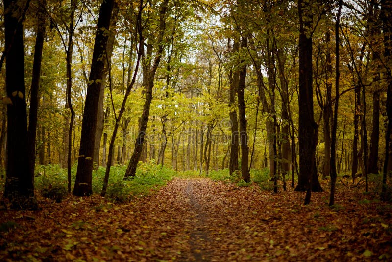 Autumn Forest, Path, Yellow Fallen Leaves Stock Image - Image of bright ... Autumn Forest, Path, Yellow Fallen Leaves Stock Image - Image of bright ...