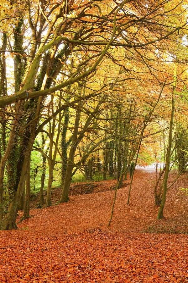 Autumn forest pathway. stock image. Image of autumn, colour - 17250353