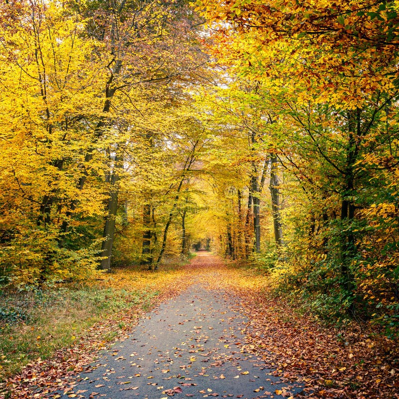 Autumn forest stock image. Image of autumn, background - 32916507