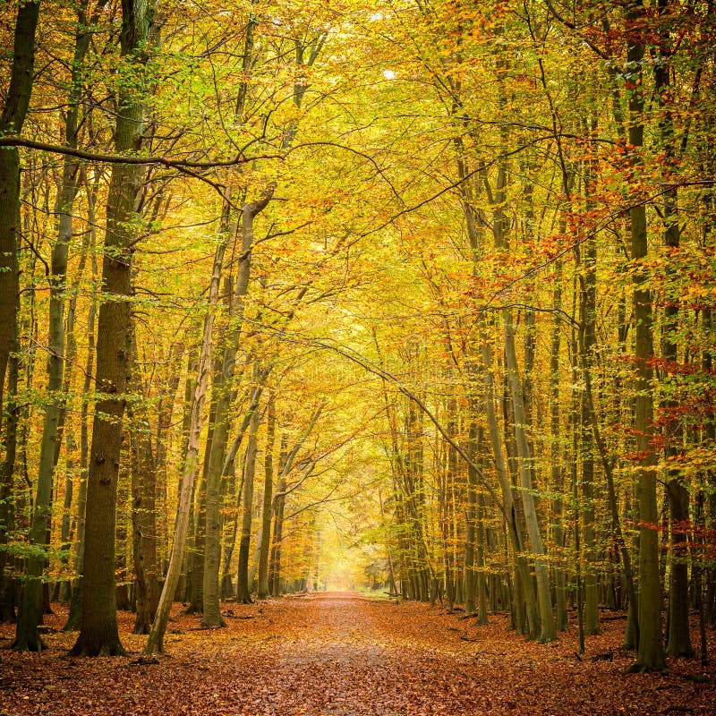 Autumn forest stock image. Image of green, color, bright - 27408271
