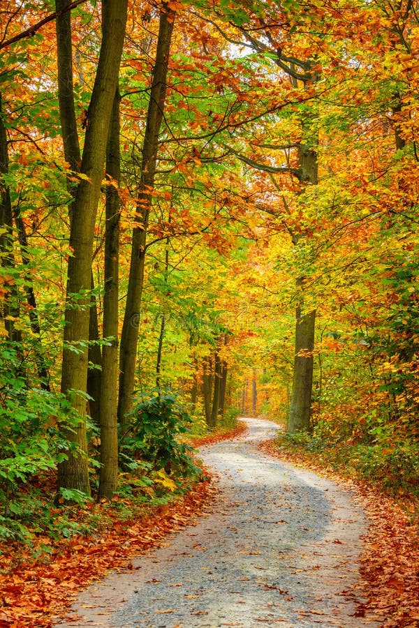 47,442 Pathway Autumn Forest Stock Photos - Free & Royalty-Free Stock ...