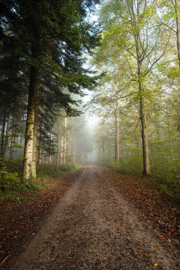 Autumn Forest Pathway of Footpath, Beautiful Foliage, No People Stock ...