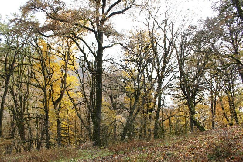 Autumn Forest. Forest Pathway through the Autumn Forest Stock Photo ...