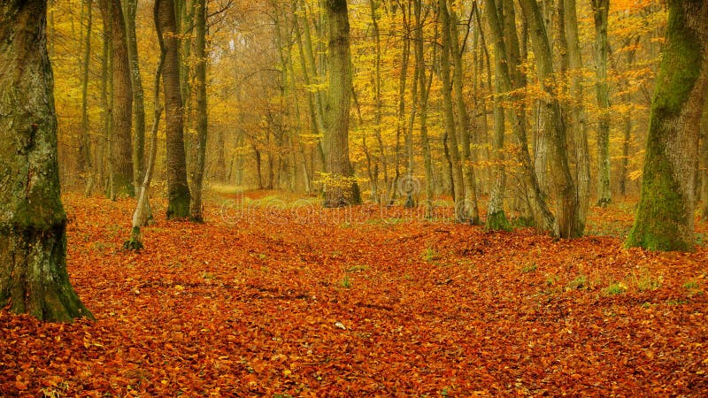 Autumn forest stock image. Image of nature, leaves, trees - 234406175