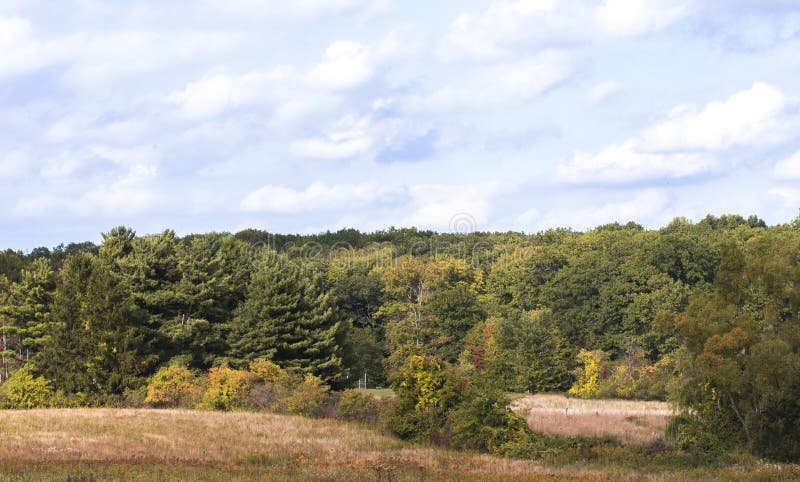 Forest Scenery In The Eastern United States Stock Image - Image of ...