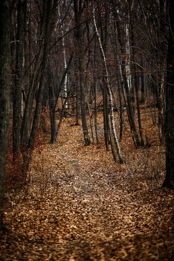 Autumn Forest without People. Stock Photo - Image of water, decay ...