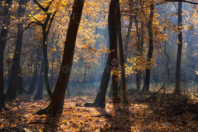 Autumn forest stock photo. Image of beauty, landscape - 123380670