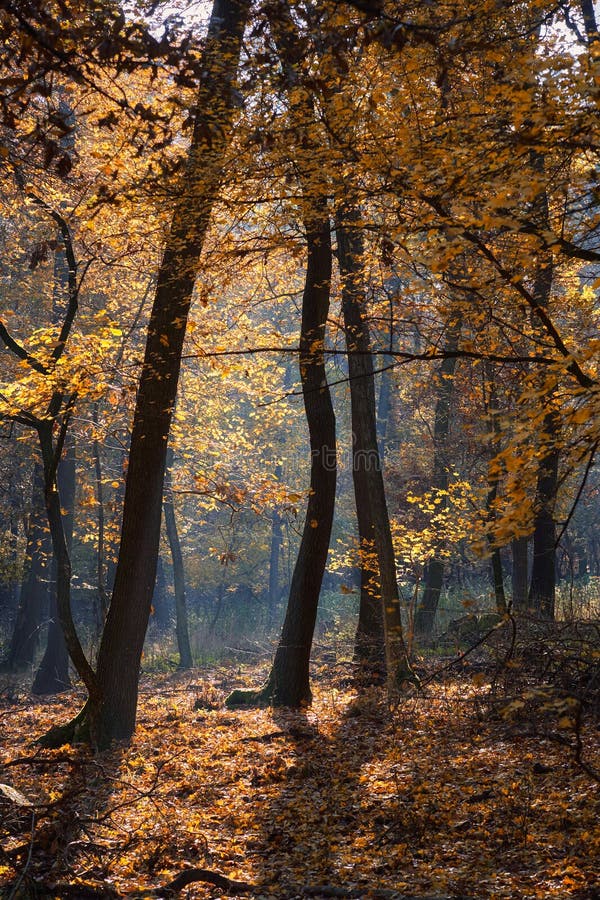 Autumn forest stock image. Image of branch, landscape - 123380671