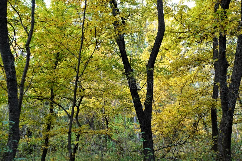Autumn Forest Photos are Real Stock Image - Image of grove, leaf: 232069305