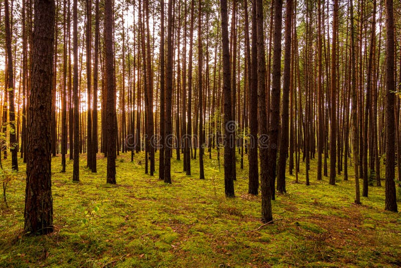 Autumn Forest with Pine Trees Standing in Rows Stock Image - Image of ...