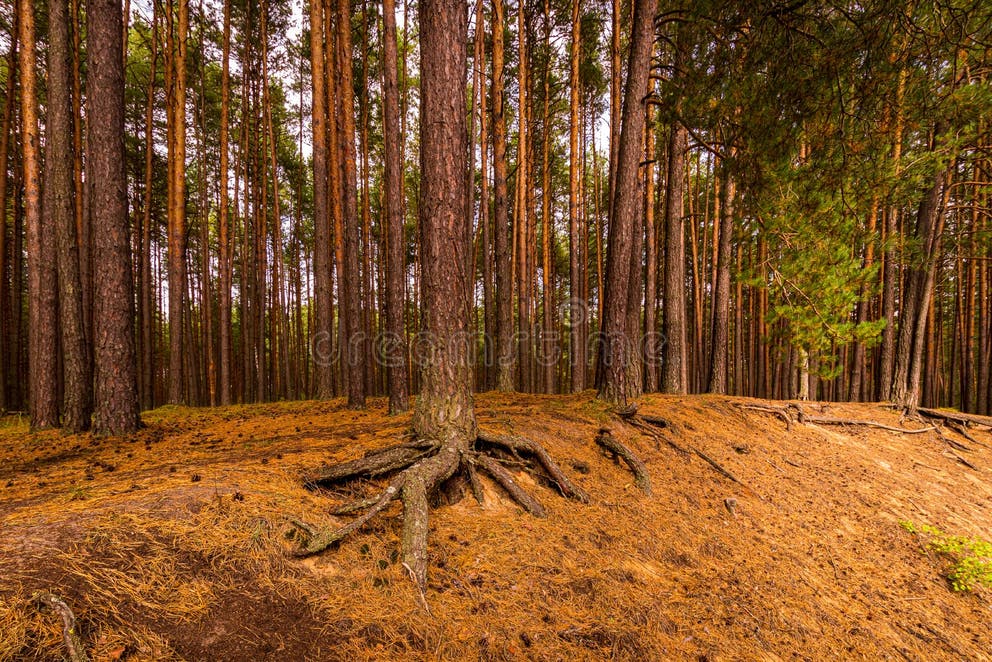 Autumn Forest with Pine Trees Standing in Rows Stock Image - Image of ...
