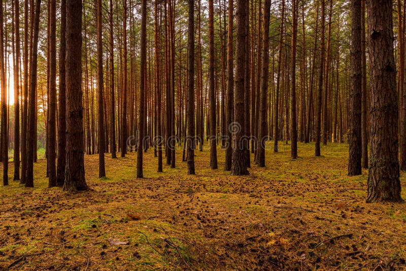 Autumn Forest with Pine Trees Standing in Rows Stock Image - Image of ...